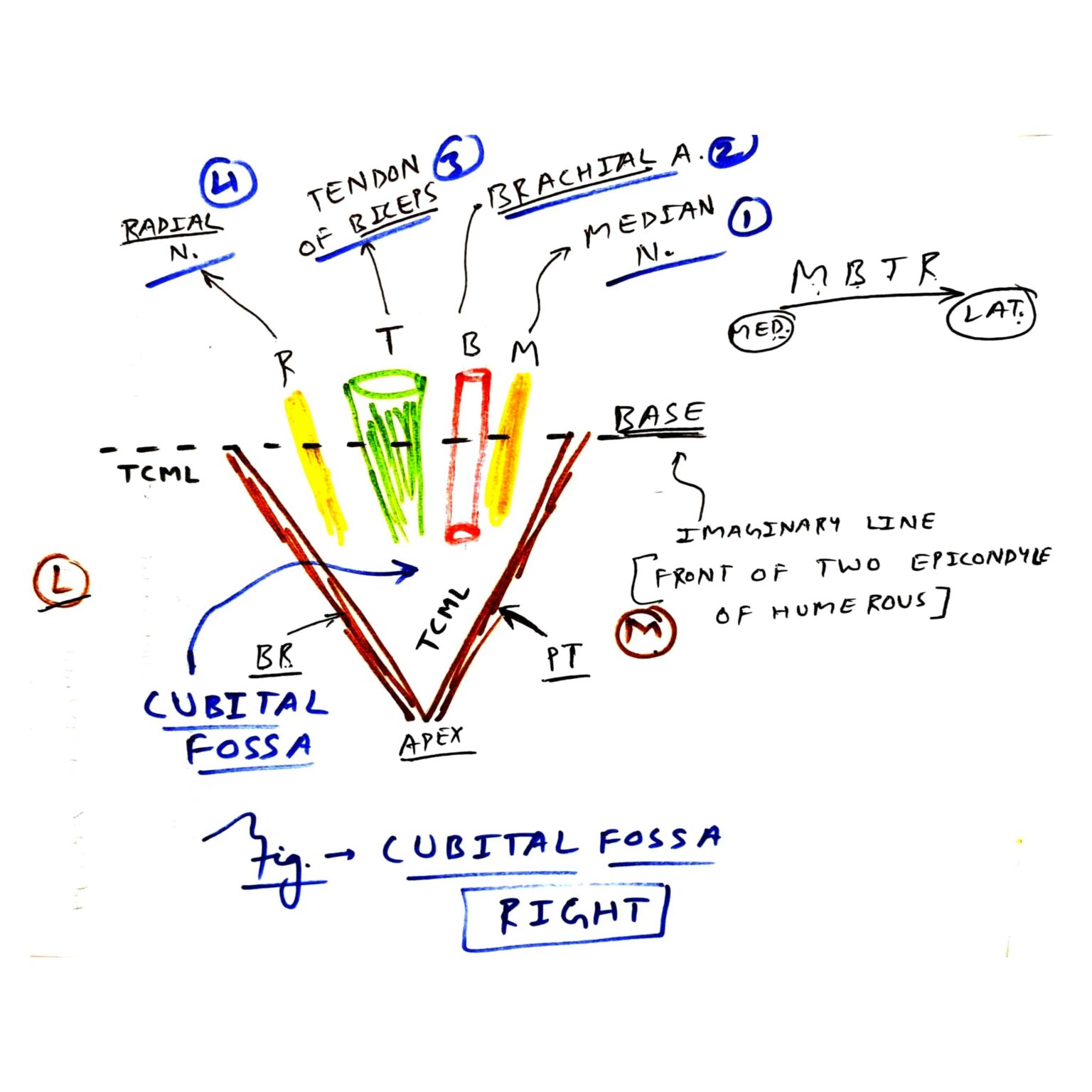 Calot’s triangle - TCML - The Charsi of Medical Literature