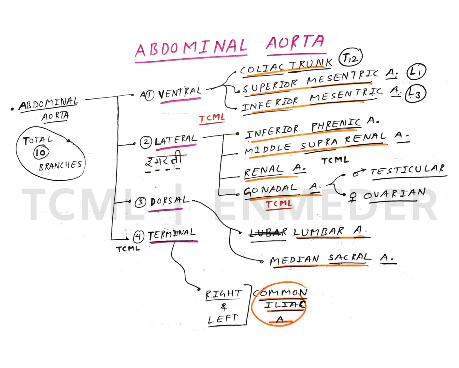 Hesselbach’s triangle - TCML - The Charsi of Medical Literature