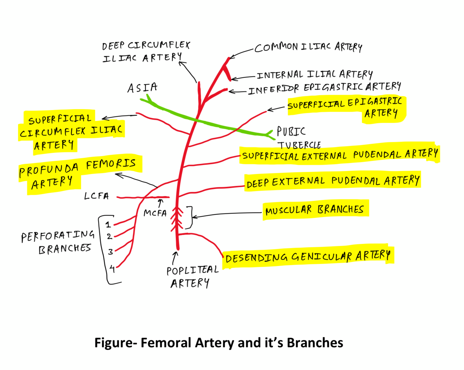 Femoral Artery Branches TCML The Charsi Of Medical Literature