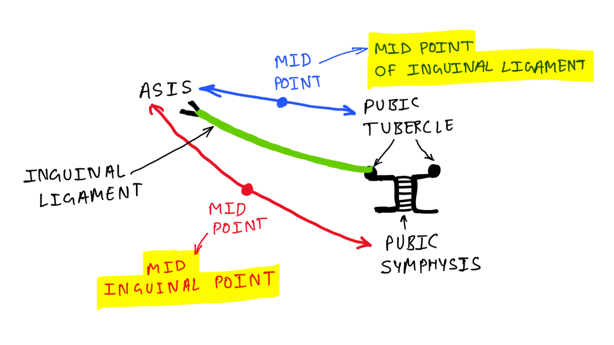 Femoral artery - TCML - The Charsi of Medical Literature