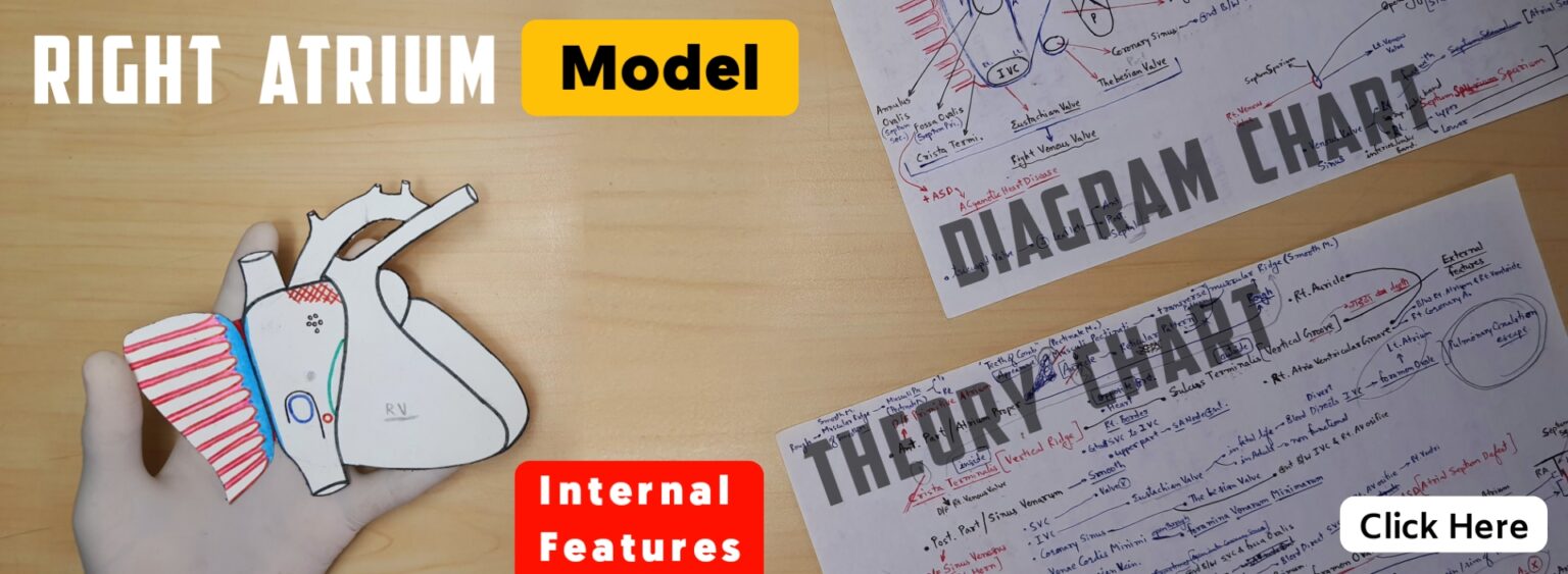 Thorax anatomy mcq - TCML - The Charsi of Medical Literature