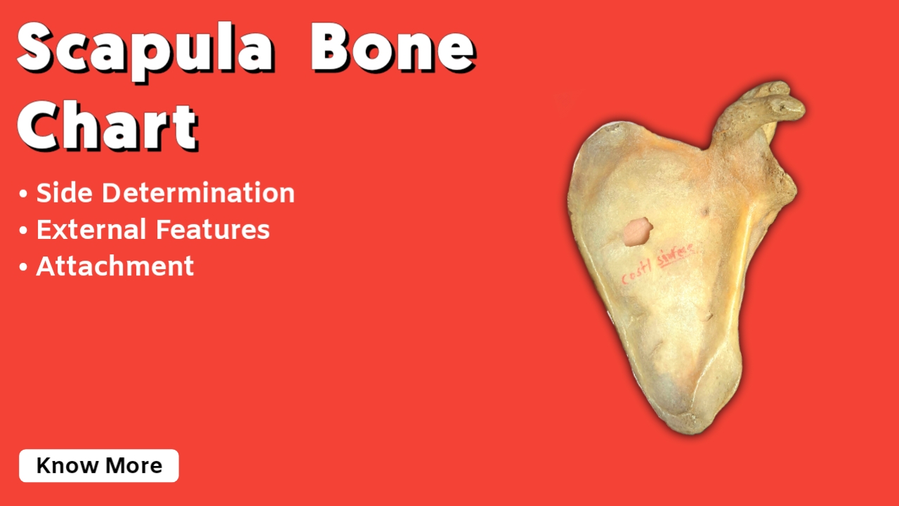 Bones in 7 Day - TCML - The Charsi of Medical Literature