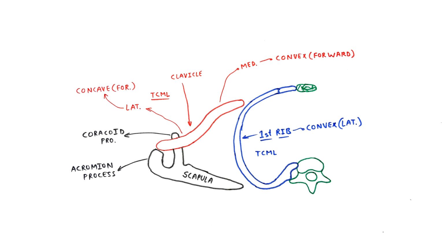 Axilla anatomy - TCML - The Charsi of Medical Literature