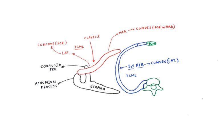 Axilla anatomy - TCML - The Charsi of Medical Literature