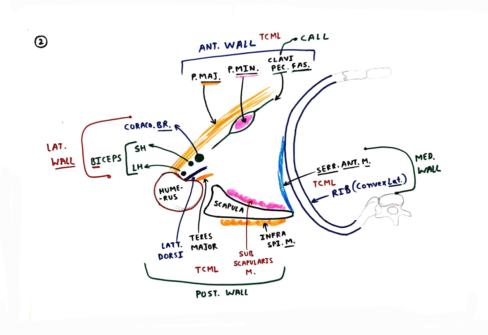 Axilla anatomy - TCML - The Charsi of Medical Literature