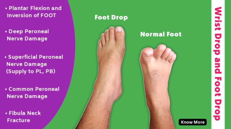 Lower Limb Anatomy in 7 Day - TCML - The Charsi of Medical Literature