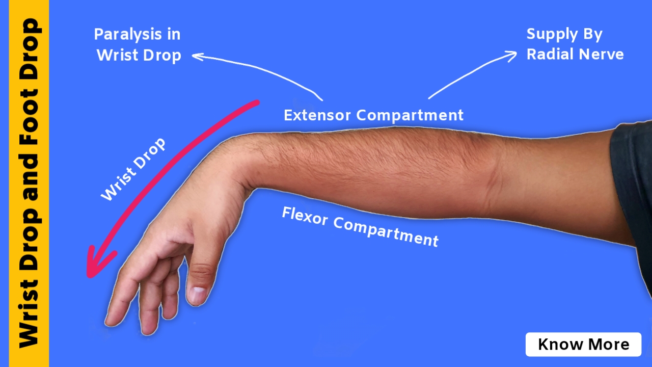 Upper Limb Anatomy in 7 Days - TCML - The Charsi of Medical Literature