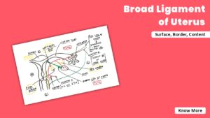 Round ligament of uterus - TCML - The Charsi of Medical Literature