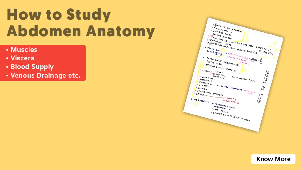 Abdomen Anatomy in 7 Day - TCML - The Charsi of Medical Literature