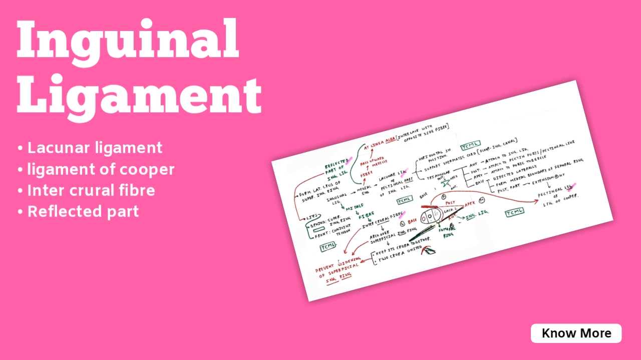 Hesselbach’s triangle - TCML - The Charsi of Medical Literature