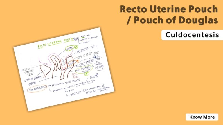 Abdomen Anatomy in 7 Day - TCML - The Charsi of Medical Literature