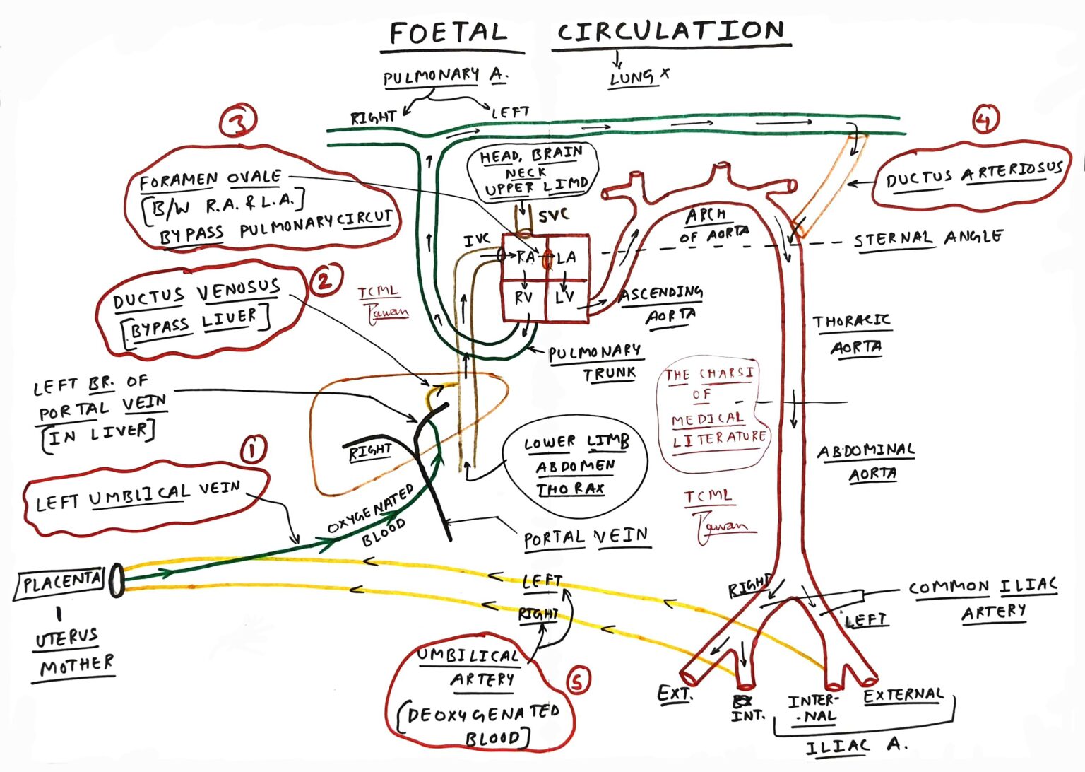Fetal circulation - TCML - The Charsi of Medical Literature