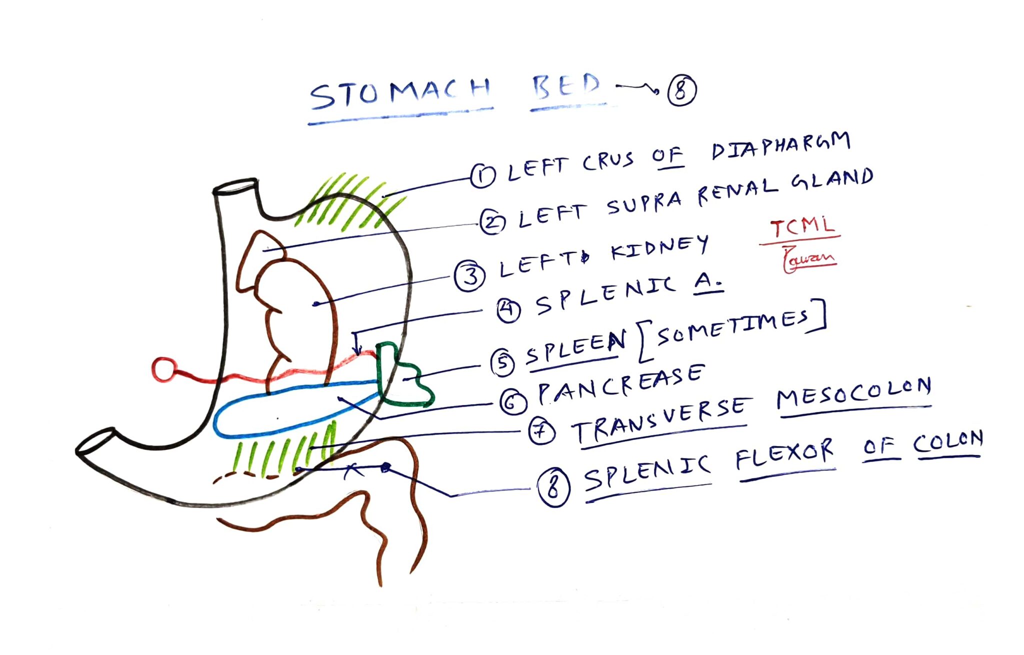 Stomach bed - TCML - The Charsi of Medical Literature