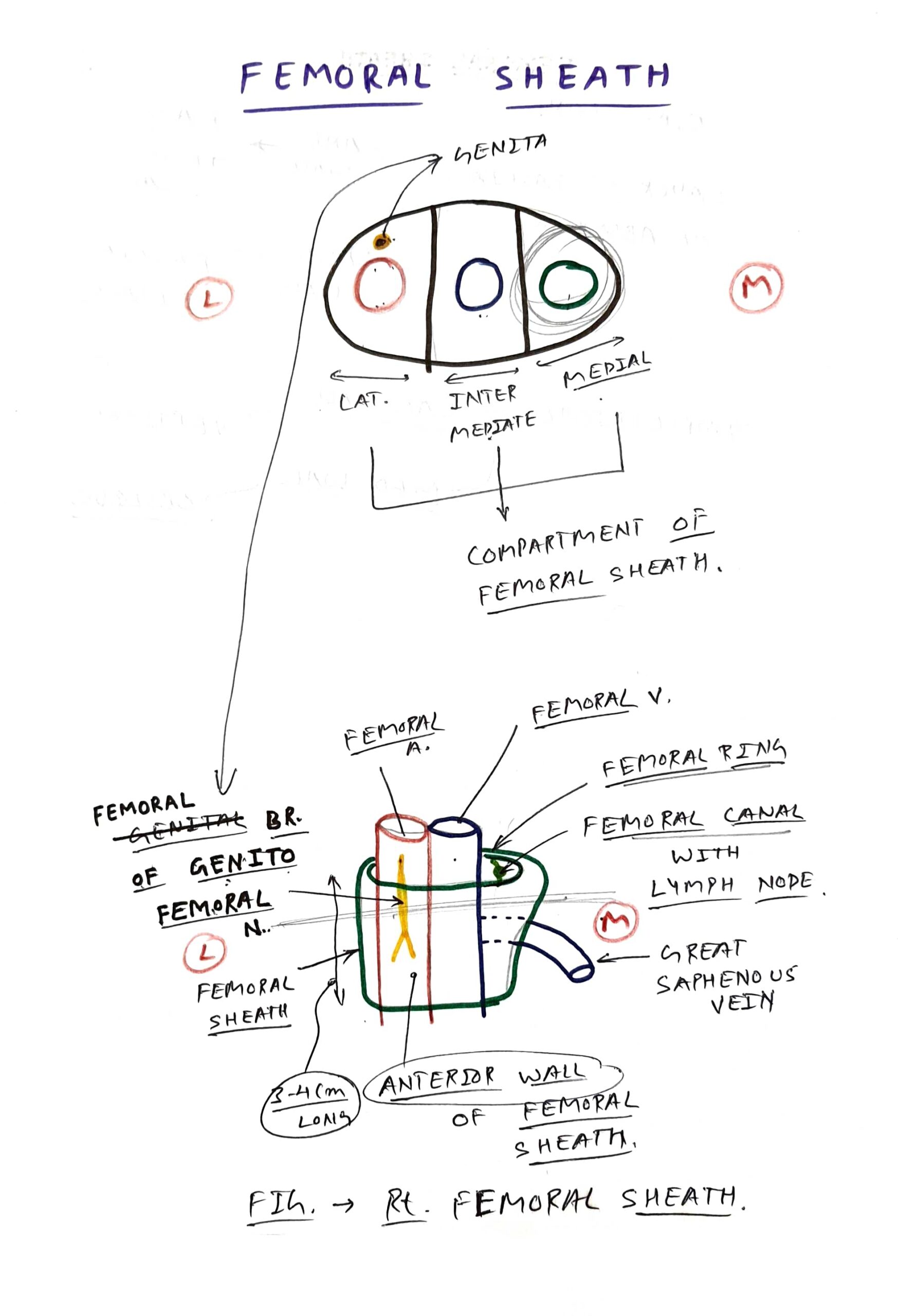 Femoral triangle, sheath and canal - TCML - The Charsi of Medical ...