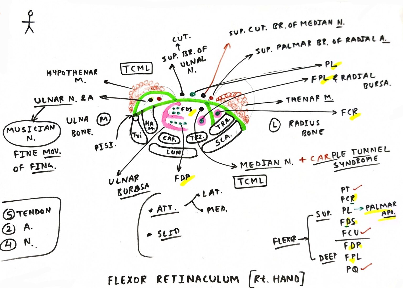 Upper limb anatomy - TCML - The Charsi of Medical Literature