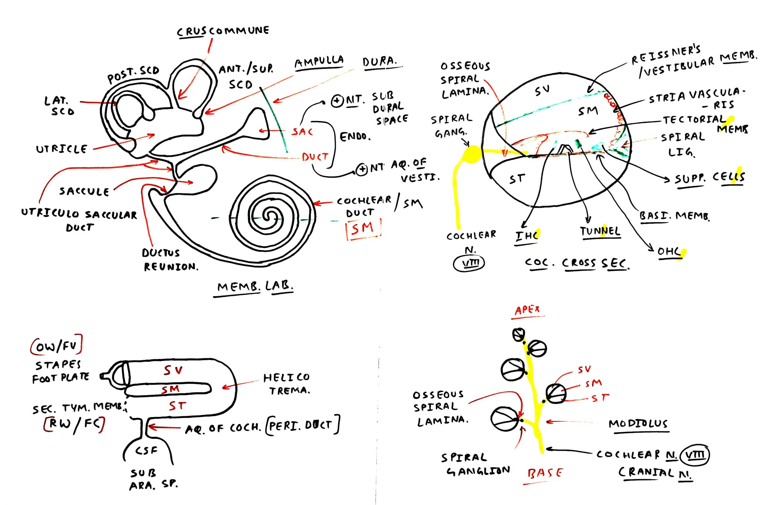 Inner Ear TCML The Charsi Of Medical Literature