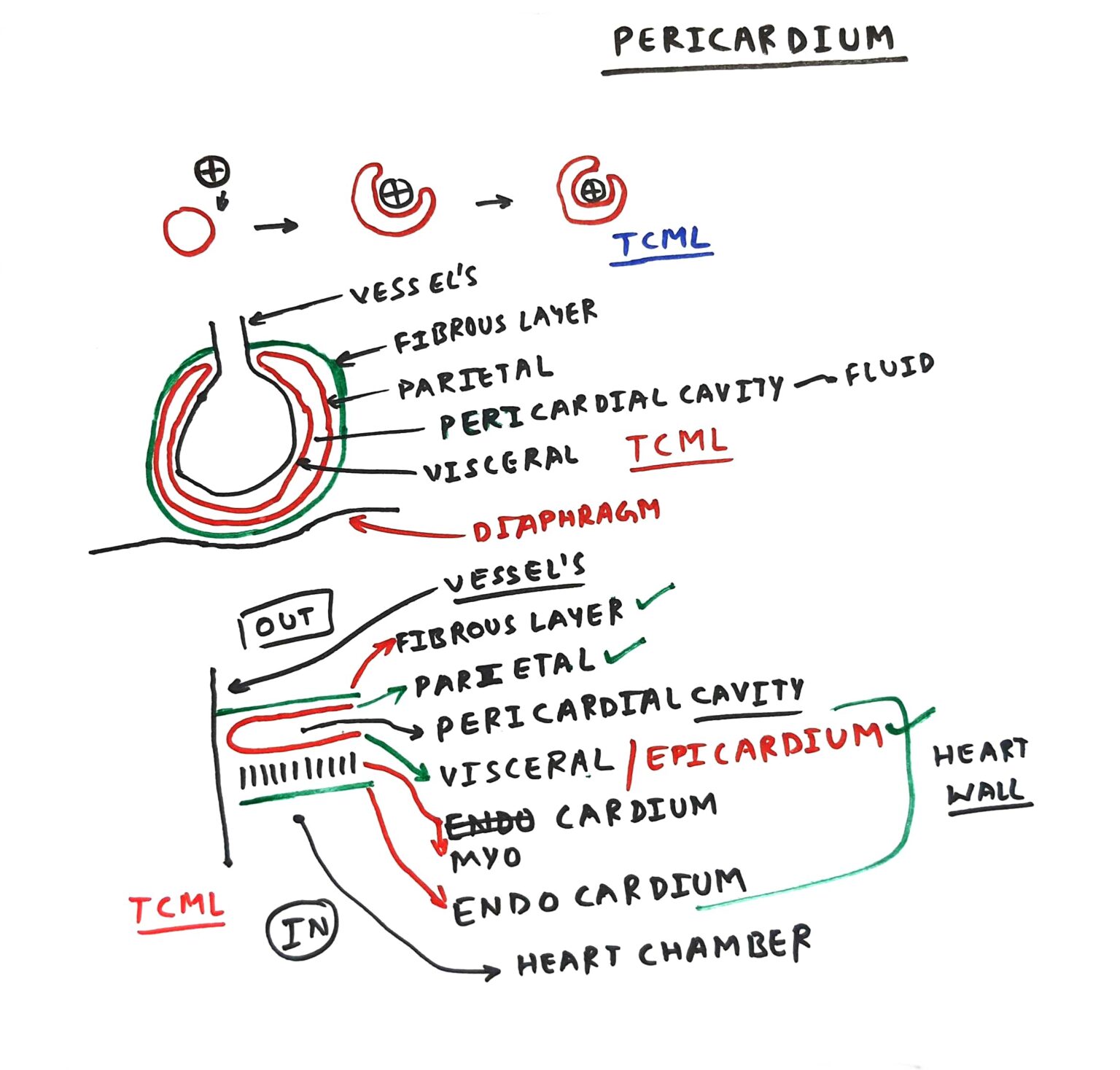 Pericardium - TCML - The Charsi of Medical Literature
