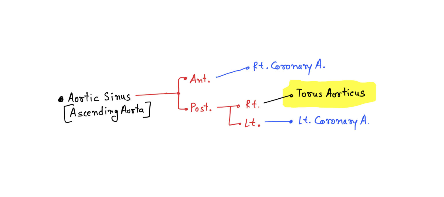 Right atrium - TCML - The Charsi of Medical Literature