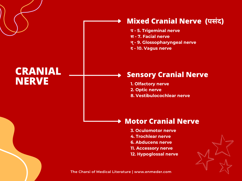 Cranial Nerve TCML The Charsi Of Medical Literature Cranial Nerve TCML The Charsi Of Medical Literature