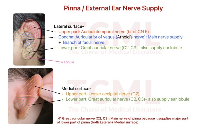 External ear nerve supply - TCML - The Charsi of Medical Literature